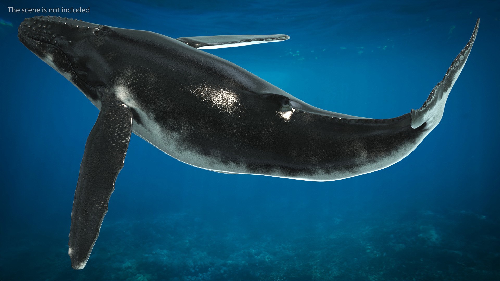 Humpback Whale Rigged For Maya 3D Model - TurboSquid 2115829