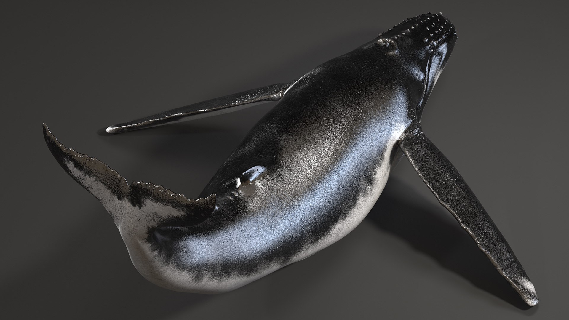 Humpback Whale Rigged For Maya 3D Model - TurboSquid 2115829
