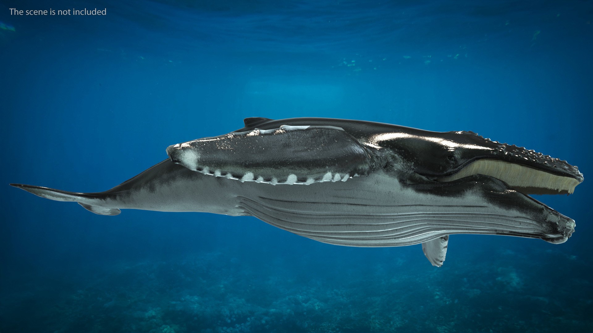 Humpback Whale Rigged For Maya 3D Model - TurboSquid 2115829