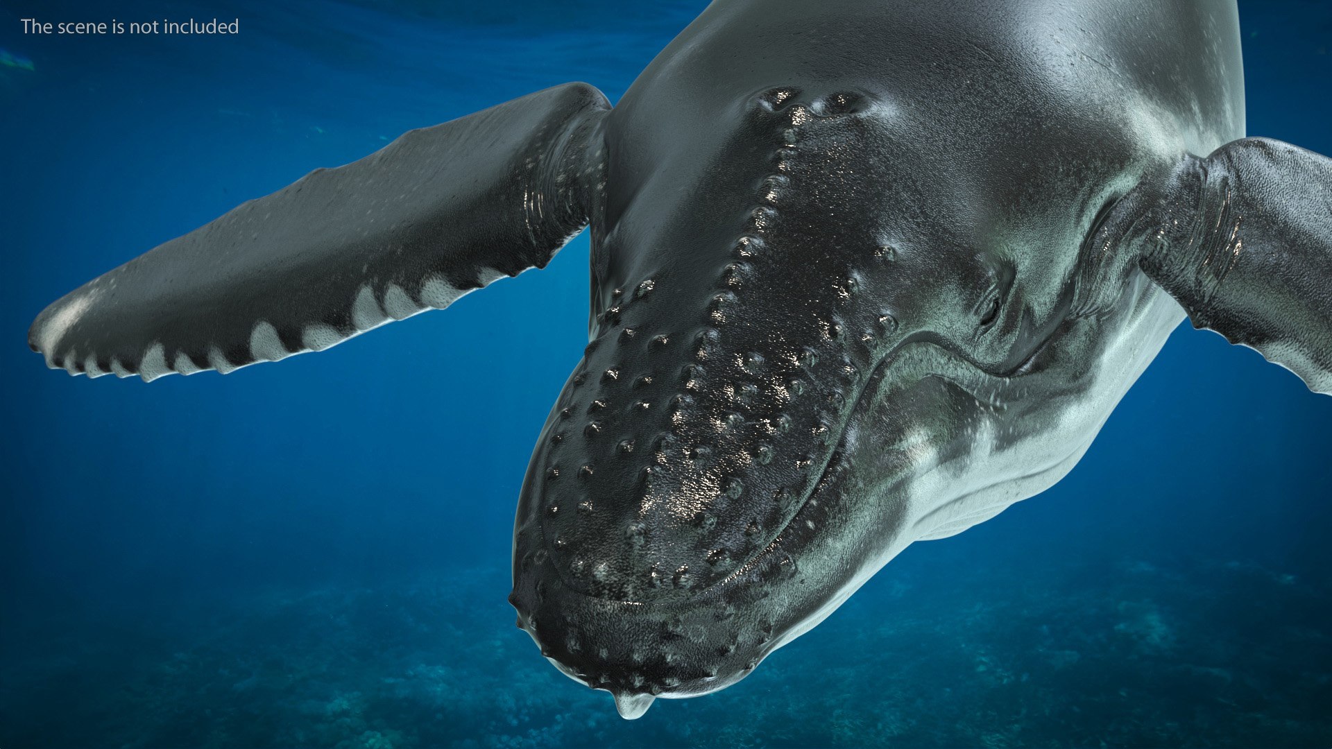 Humpback Whale Rigged For Maya 3D Model - TurboSquid 2115829