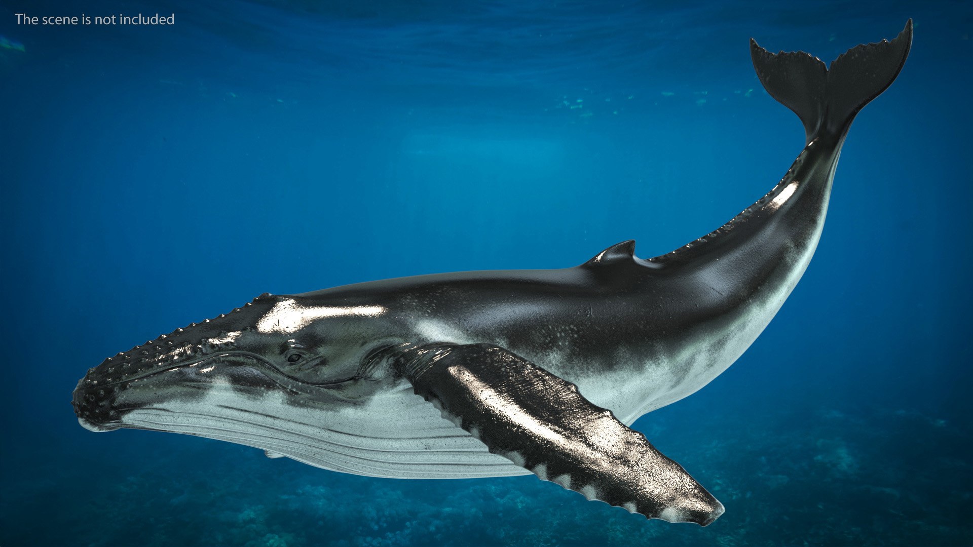 Humpback Whale Rigged For Maya 3D Model - TurboSquid 2115829