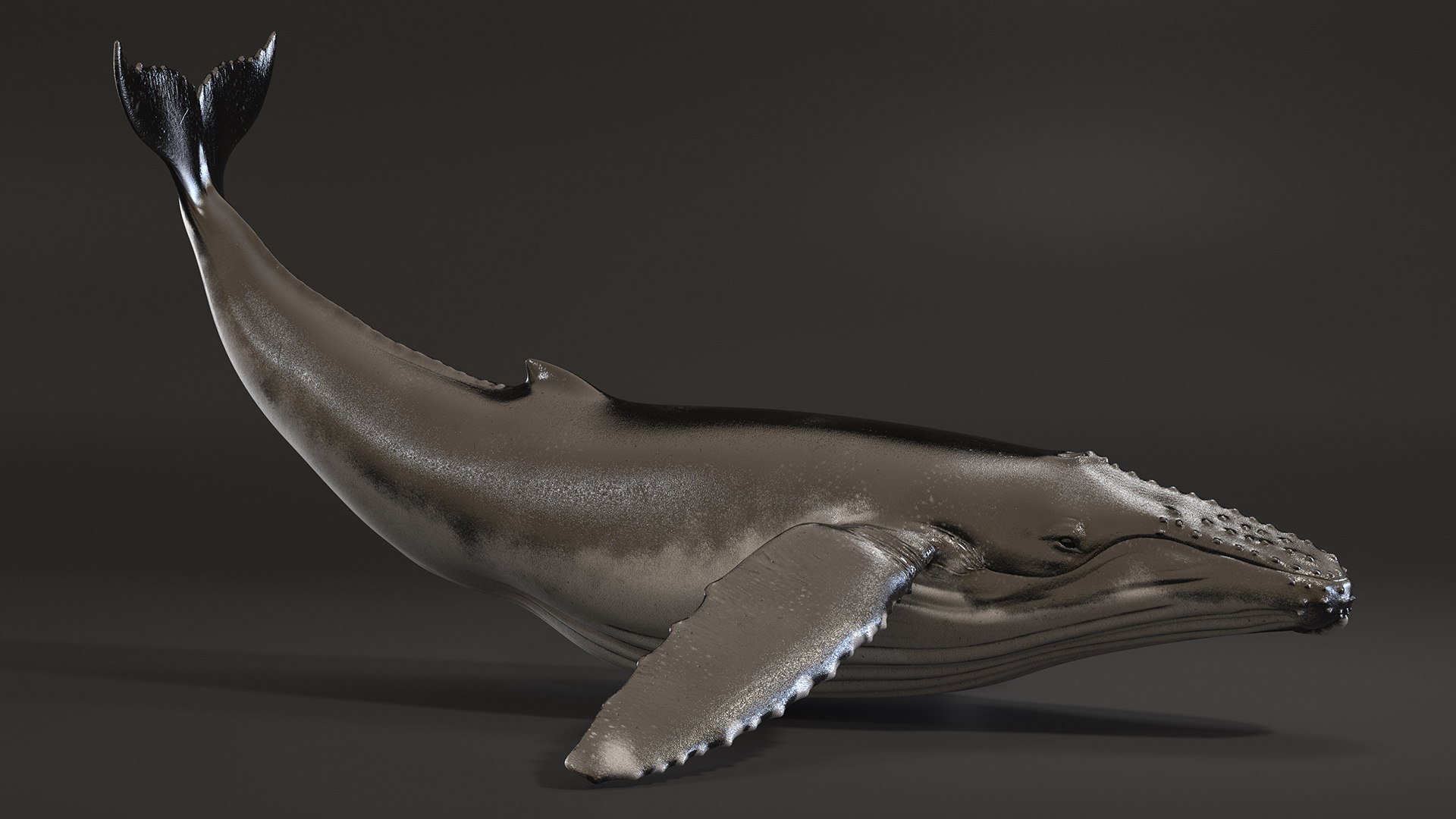 Humpback Whale Rigged For Maya 3D Model - TurboSquid 2115829
