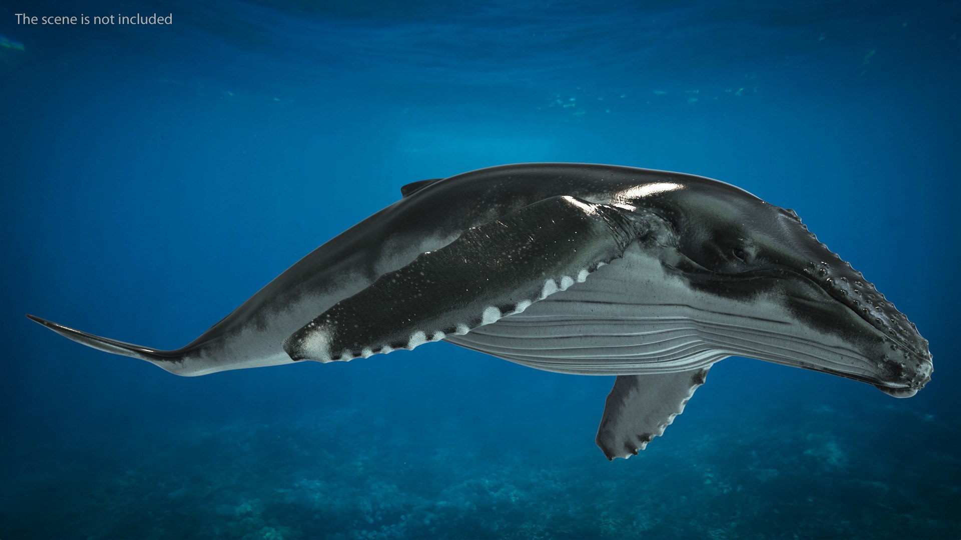 Humpback Whale Rigged for Maya 3D model - TurboSquid 2115829