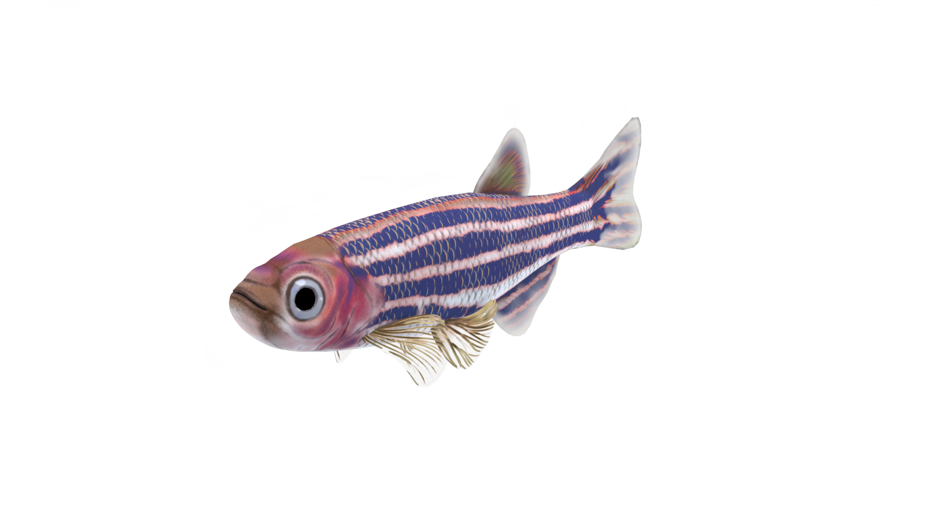 Zebra Tropical Fish Rigged 3D Model - TurboSquid 2292745