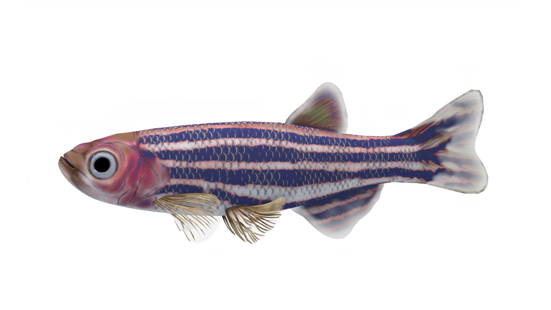 Zebra Tropical Fish Rigged 3D Model - TurboSquid 2292745