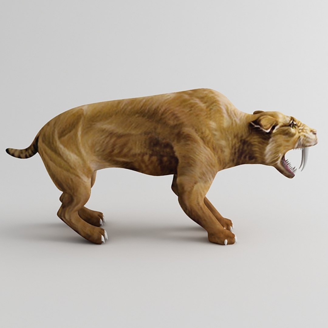 3d Model Sabertooth
