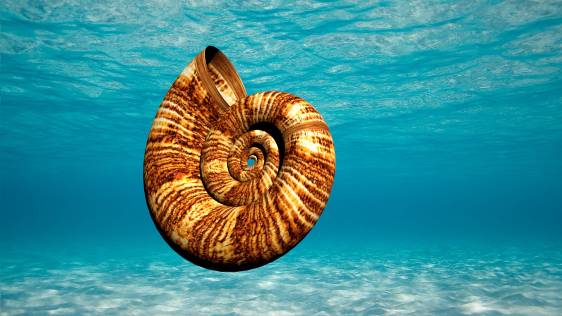 obj ammonite fossil