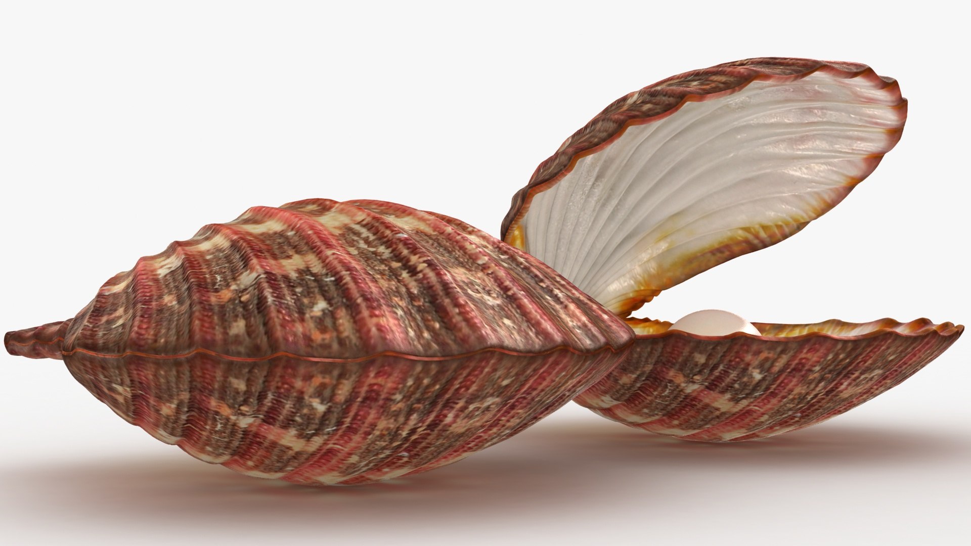 3D Clam Shell Pearl Animation Model - TurboSquid 1545779