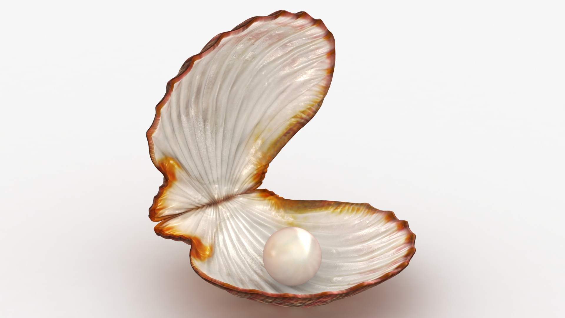 animated pearl shell