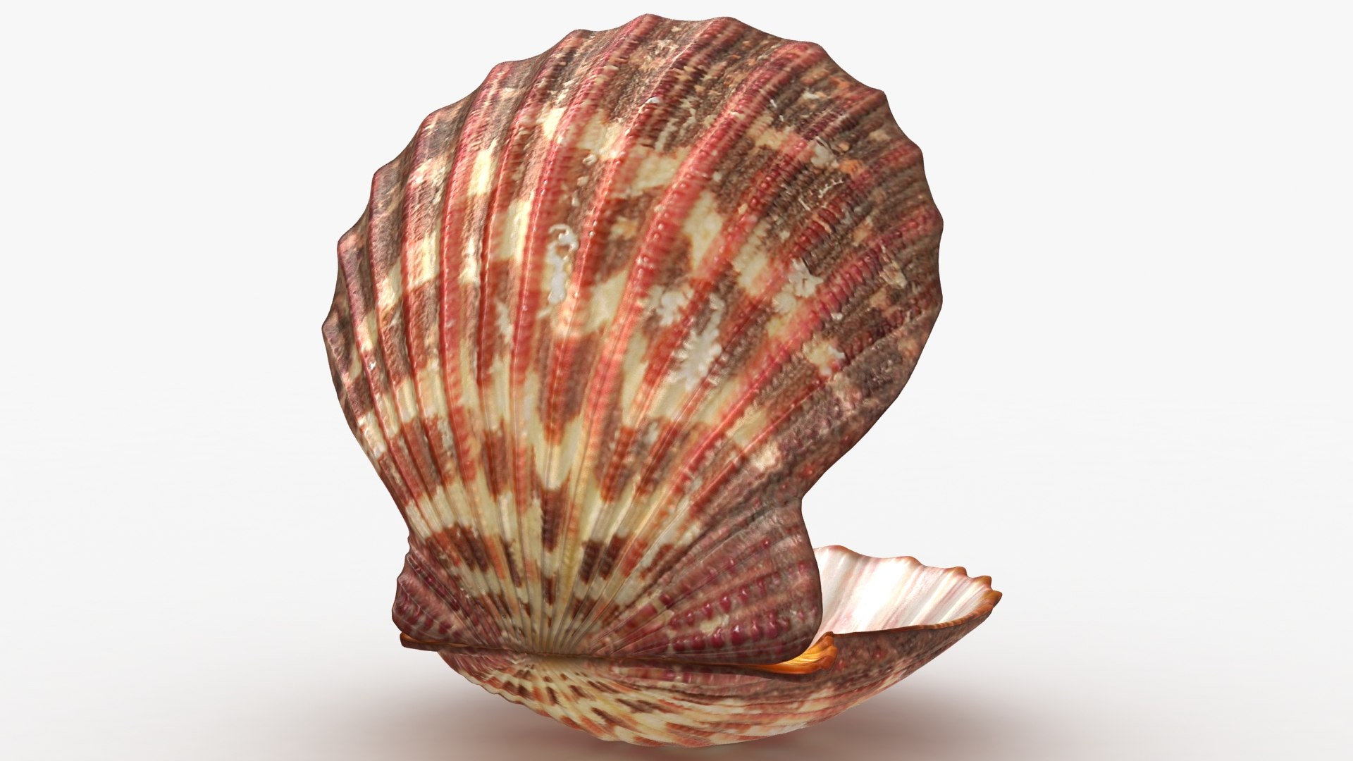 3D Clam Shell Pearl Animation Model - TurboSquid 1545779