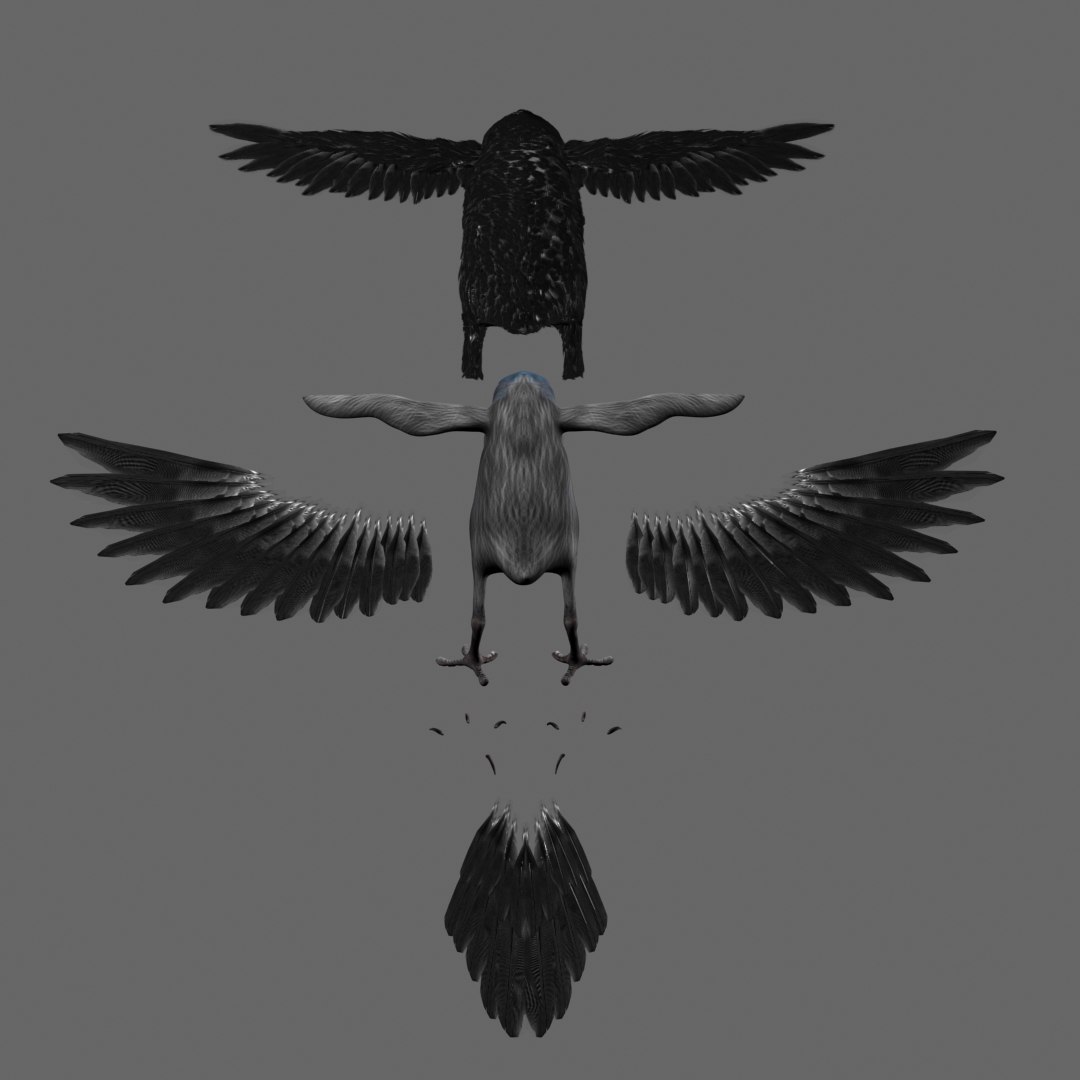 Raven Modeled 3D Model - TurboSquid 1438613