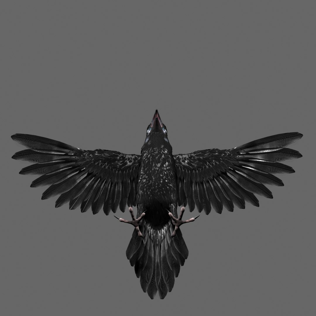 Raven modeled 3D model - TurboSquid 1438613
