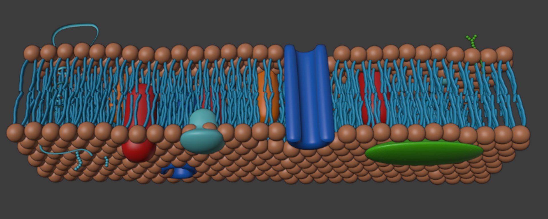 3D Overview Plasma Membrane Model - TurboSquid 1638978