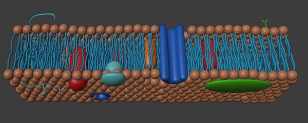 3D overview plasma membrane model - TurboSquid 1638978