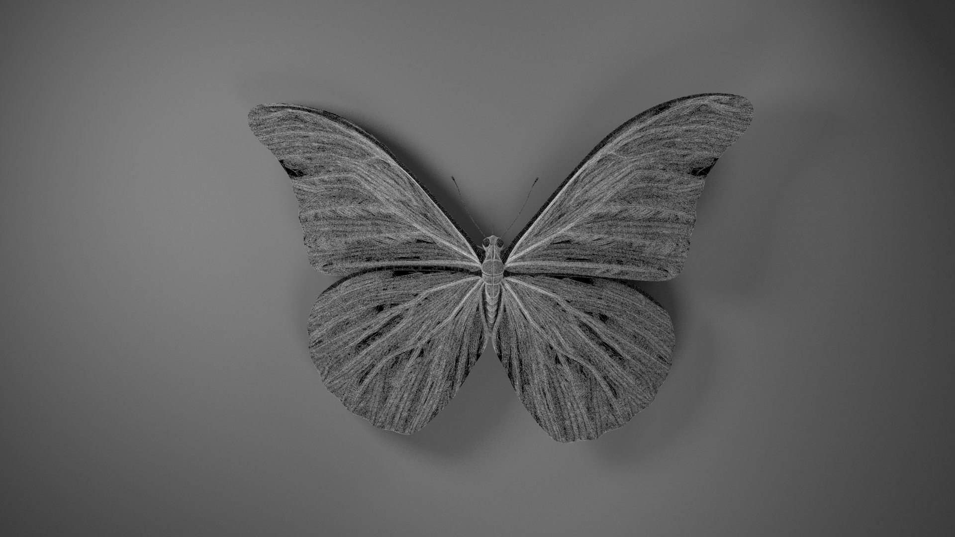 Butterfly Hd 3d Model