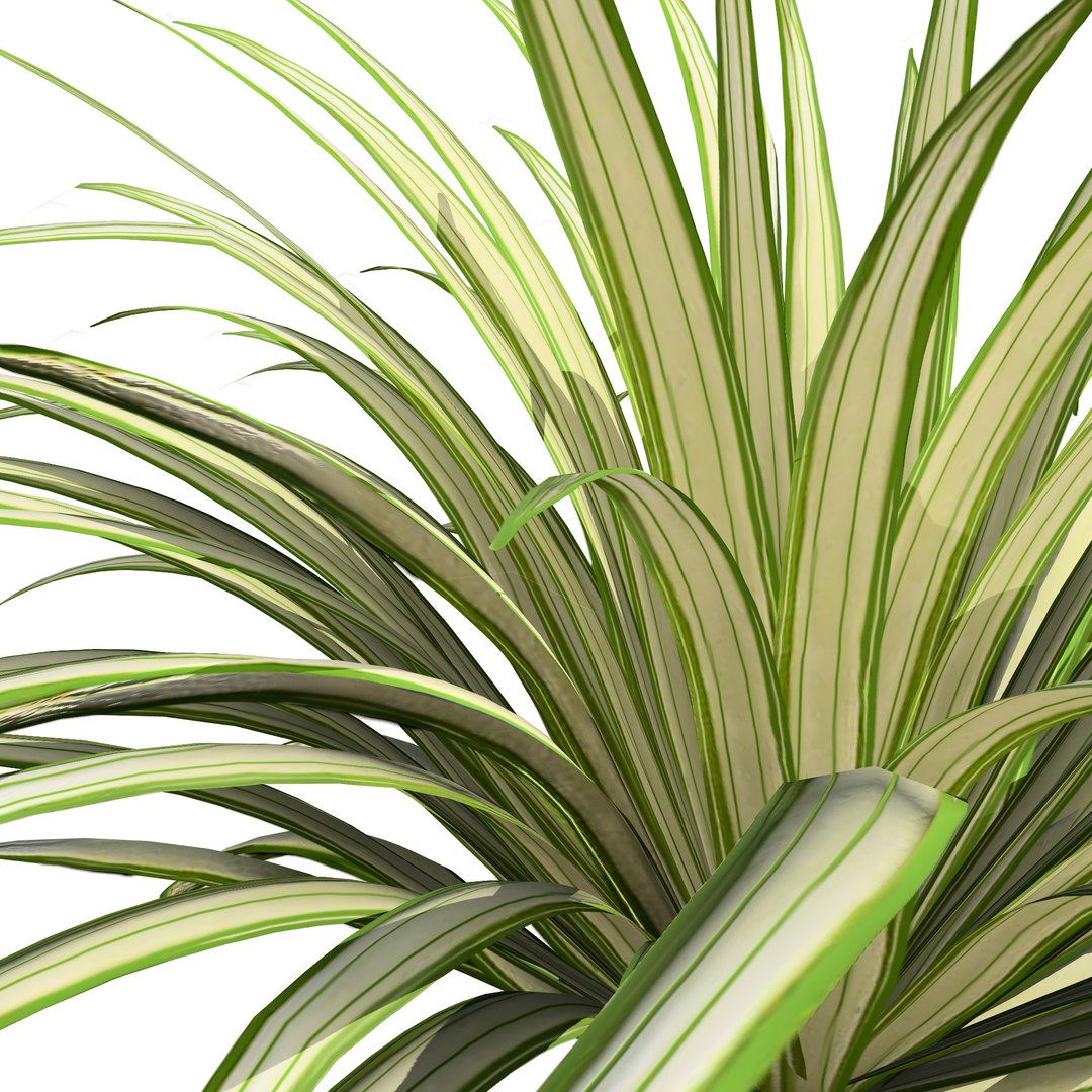 3D Banana Boat Sedge 3d Model - TurboSquid 2163731