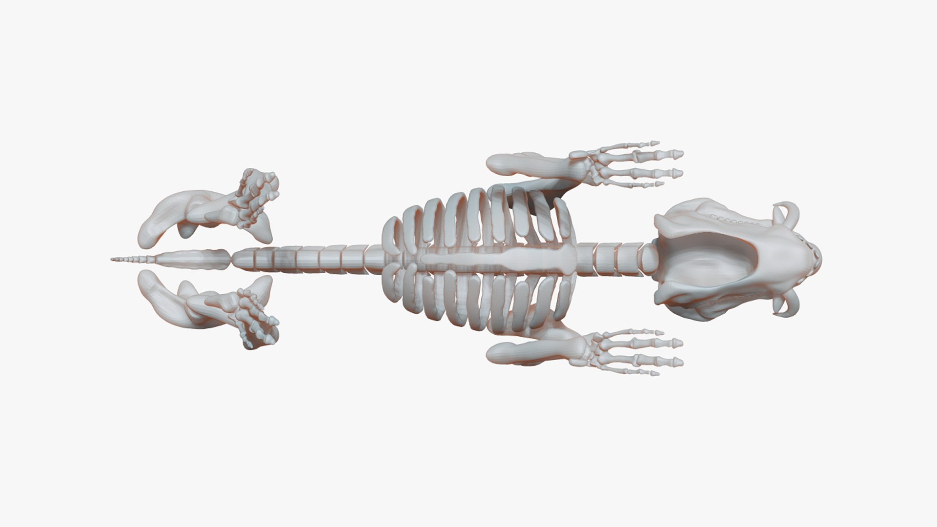 3D Boar Skeleton - TurboSquid 1806189