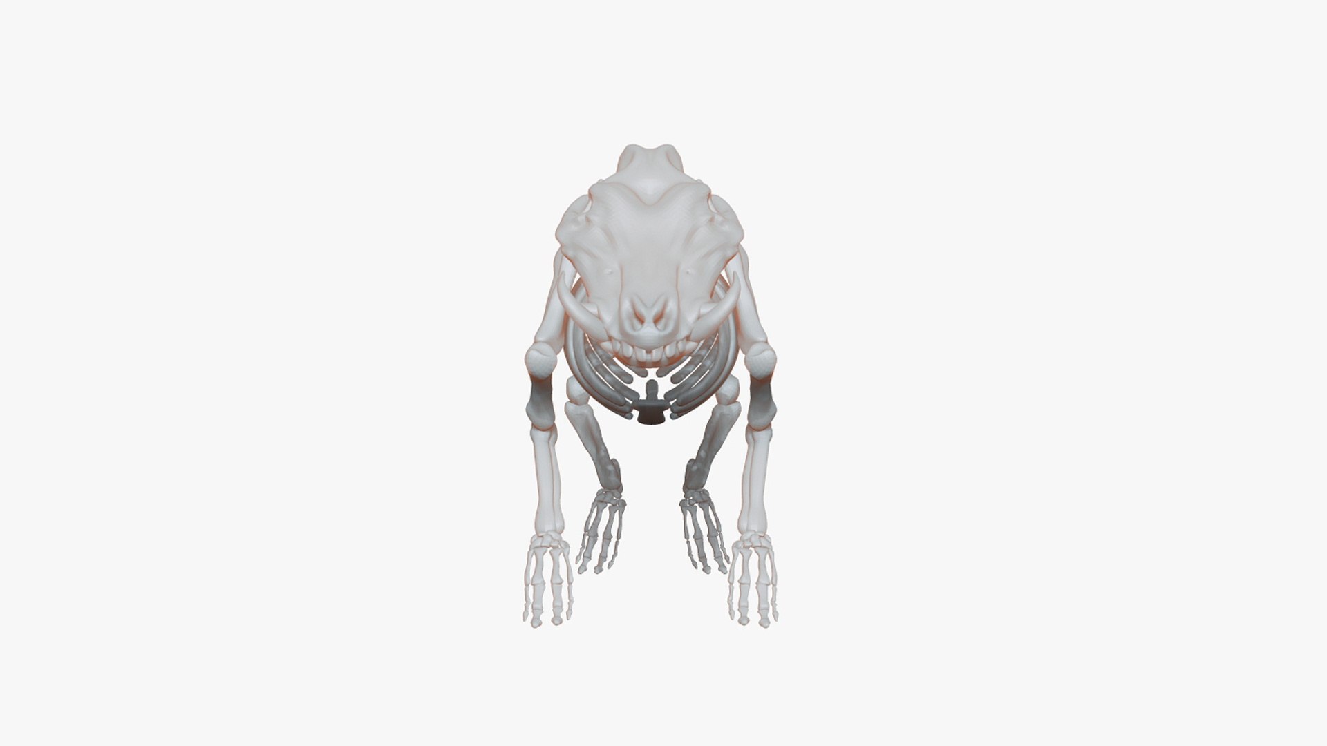 3D Boar Skeleton - TurboSquid 1806189