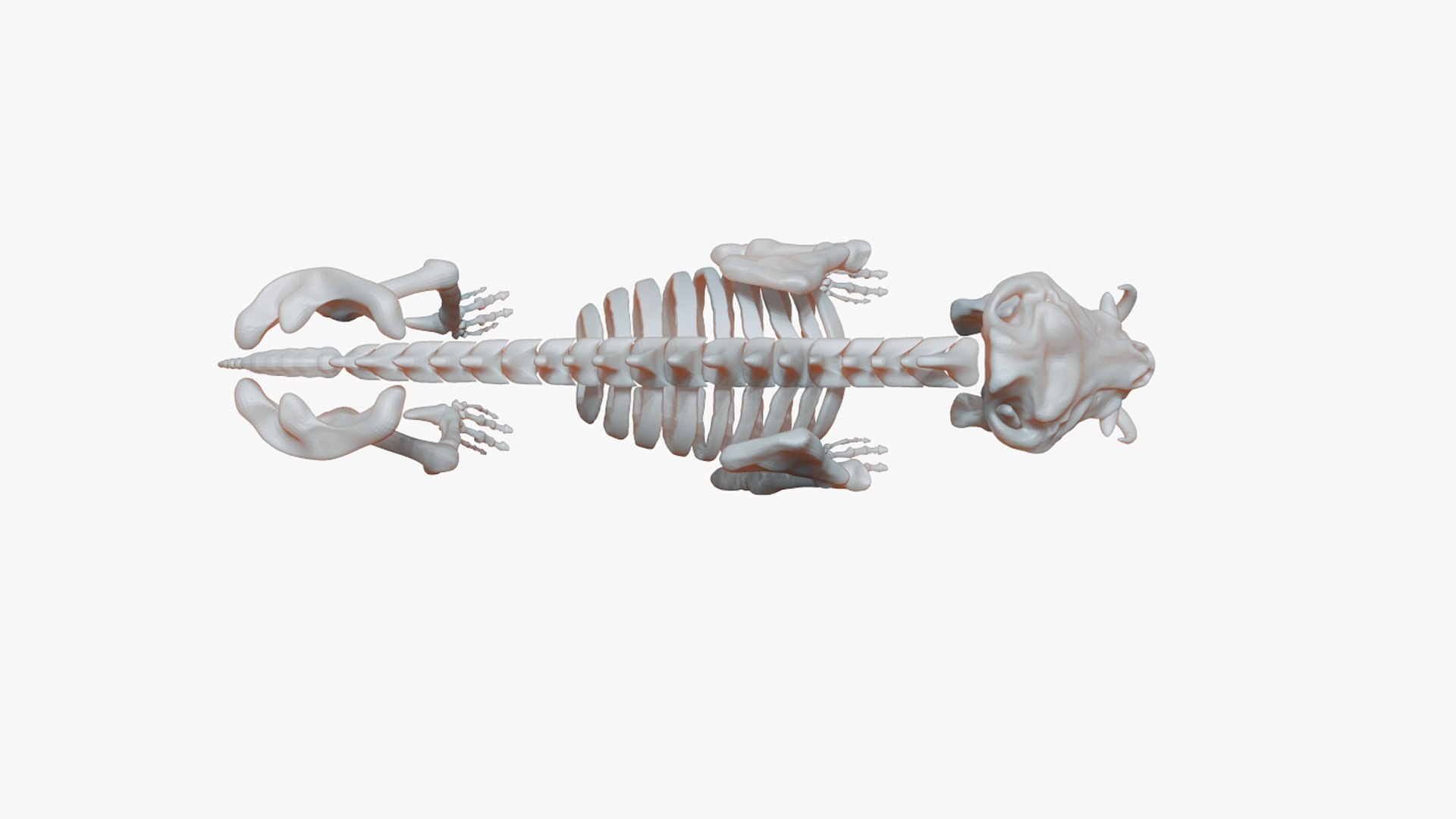 3D Boar Skeleton - TurboSquid 1806189