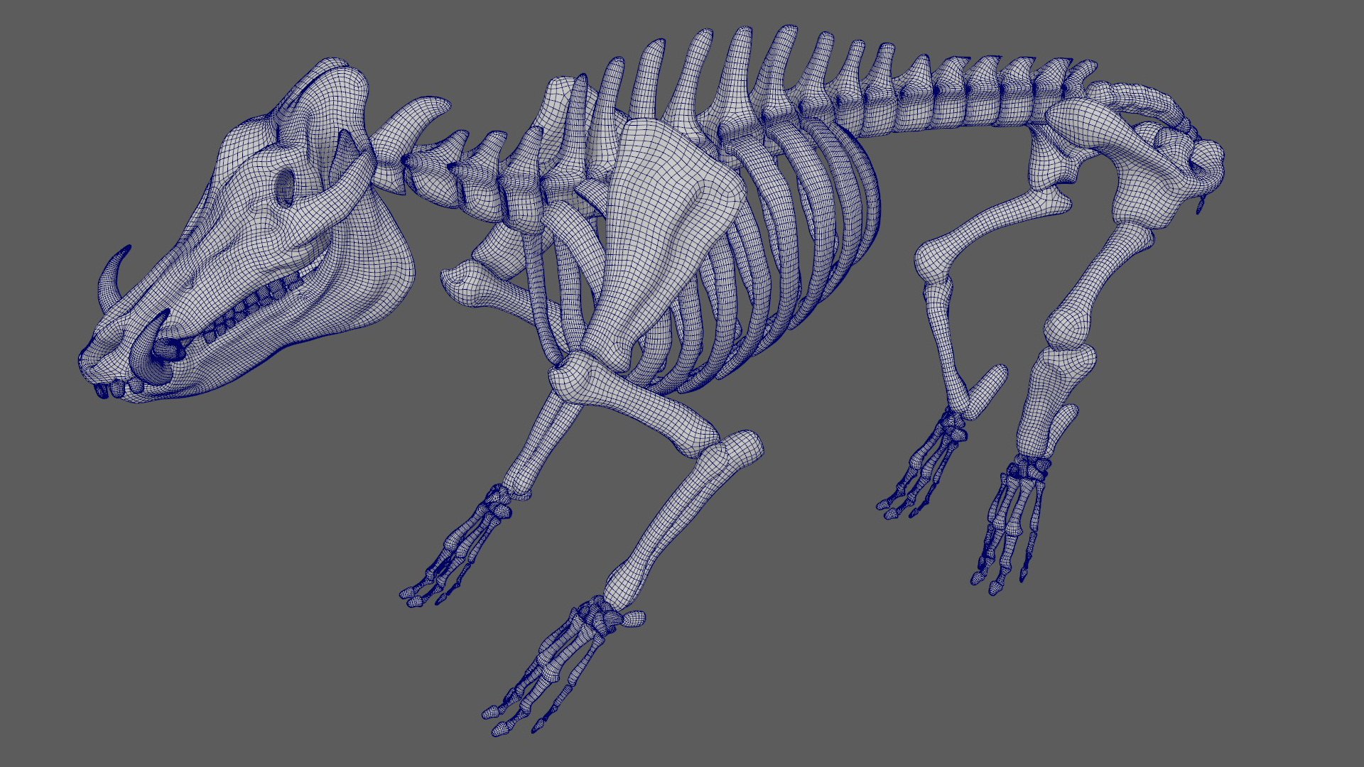 3D Boar Skeleton - TurboSquid 1806189