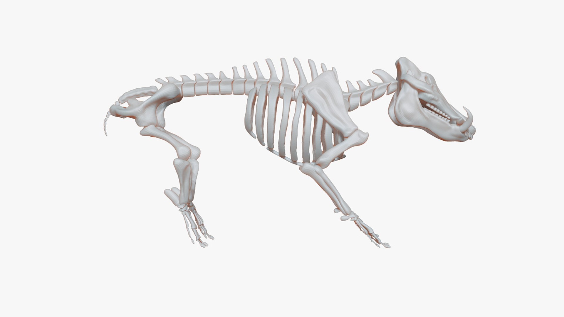 3D Boar Skeleton - TurboSquid 1806189