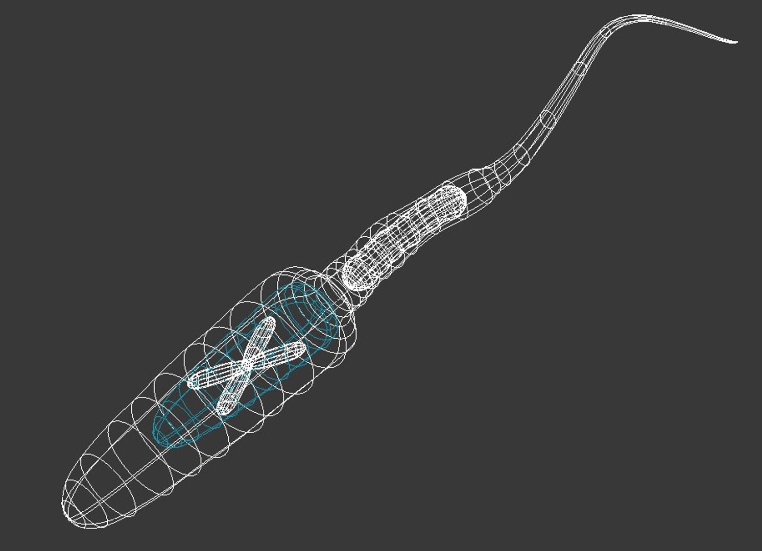 Sperm Cell 3d Model
