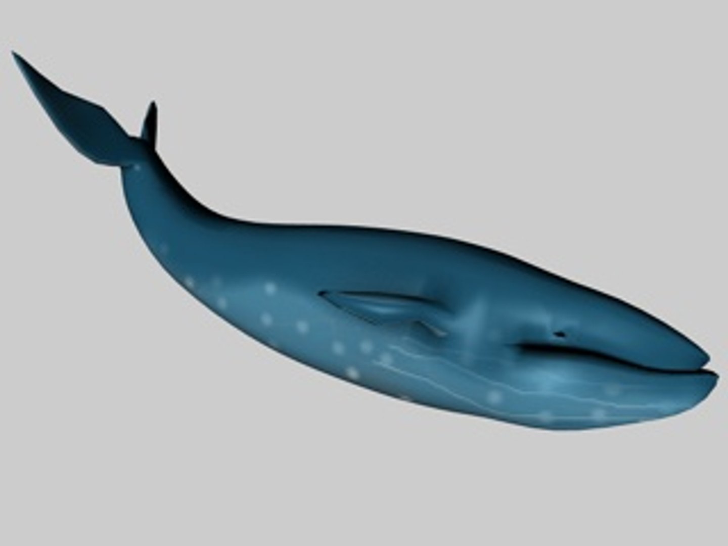 Whales 3d C4d