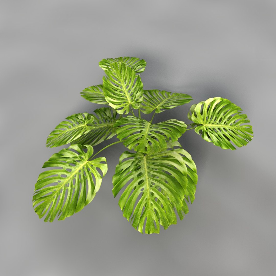 Monstera Deliciosa 3D Model - TurboSquid 1346964
