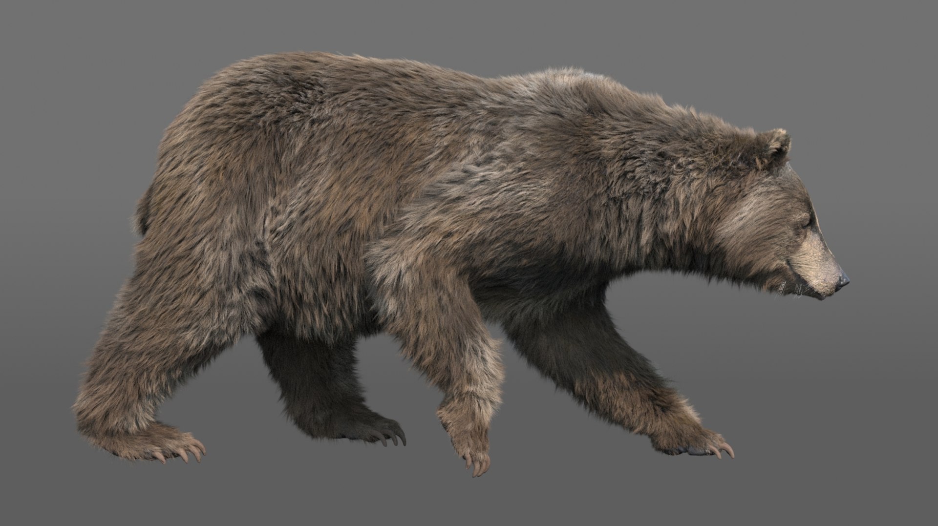 3D Bear Standard Pack Rig Character Model - TurboSquid 1354786