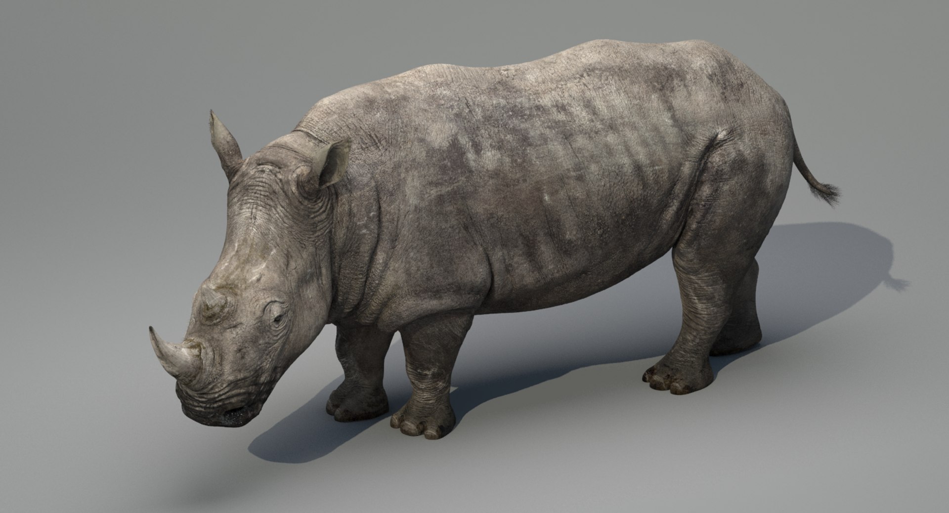 3d Model Rhino Rigged
