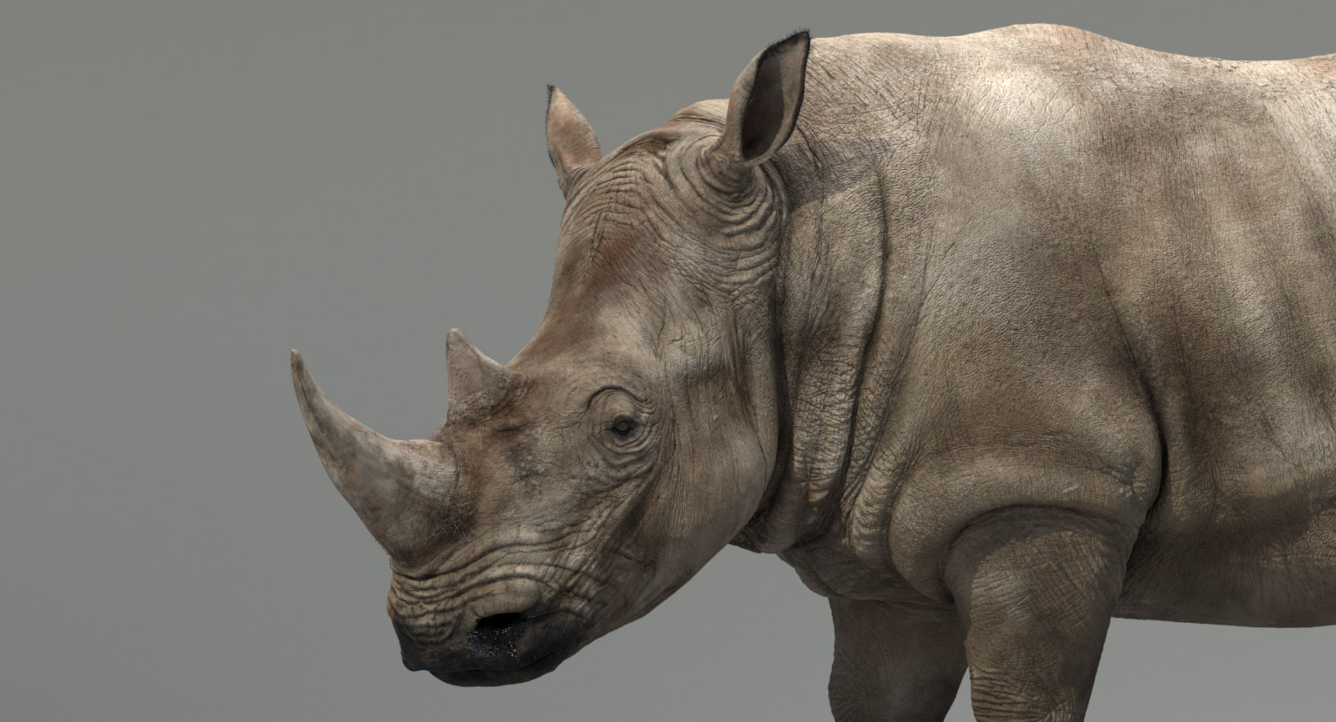 3d Model Rhino Rigged