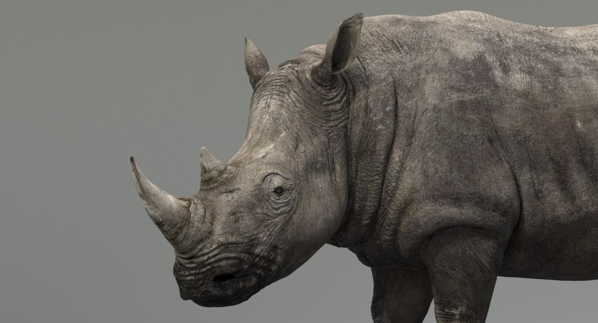 3d Model Rhino Rigged