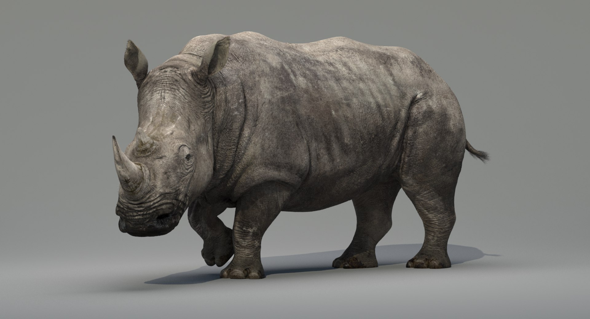 3d Model Rhino Rigged