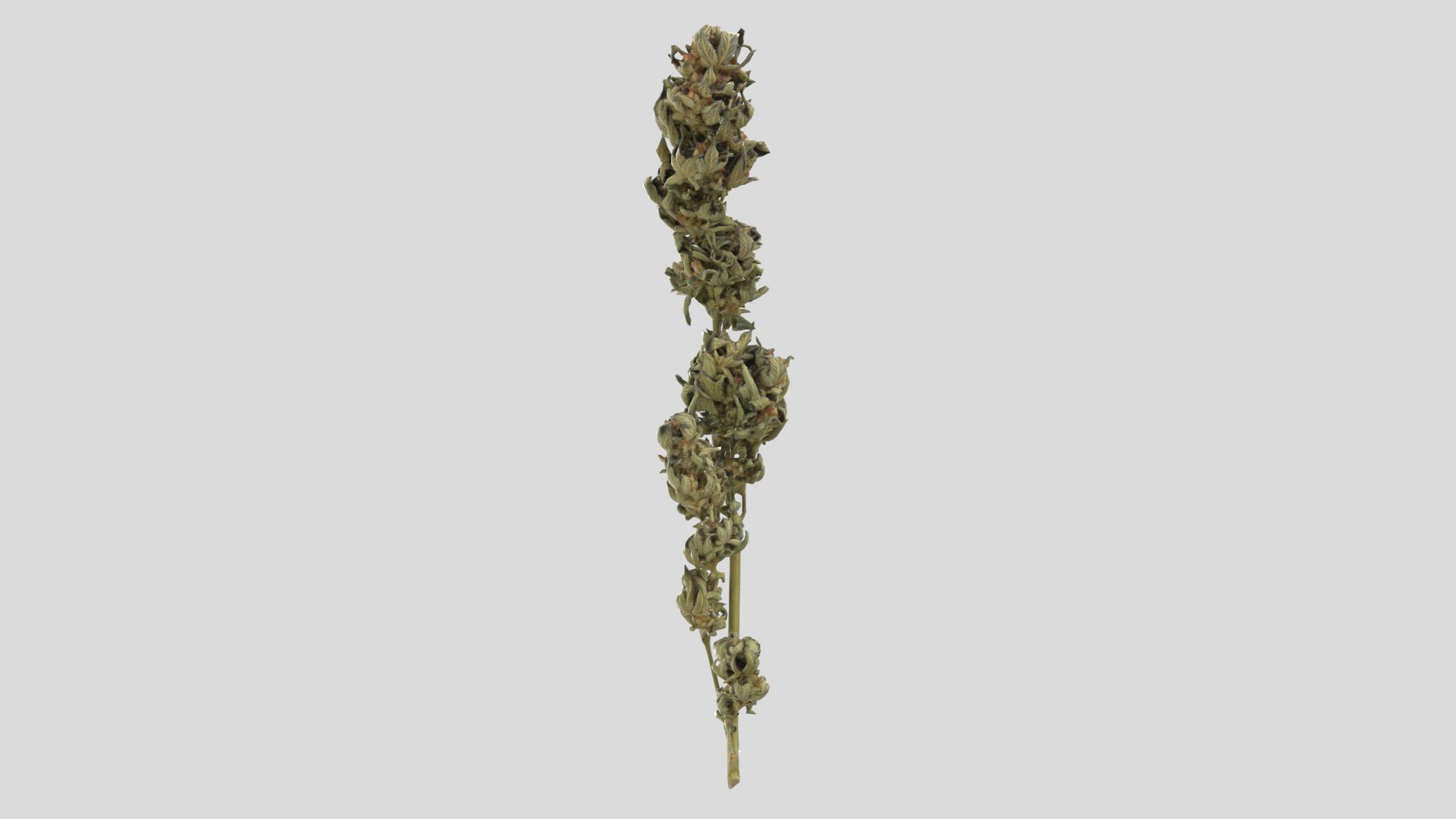 Cannabis Branch 01 Model - TurboSquid 1759744