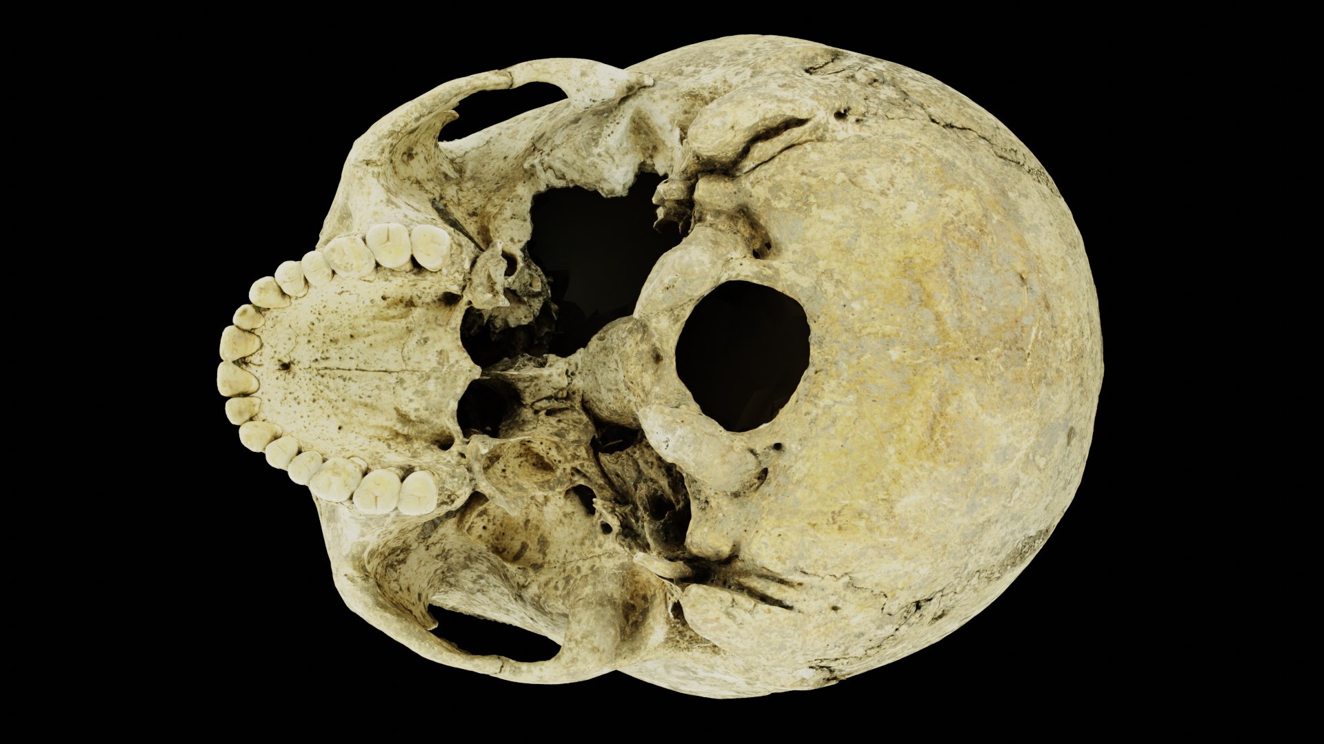 3D Real Ancient Human Skull Scan - TurboSquid 1990076