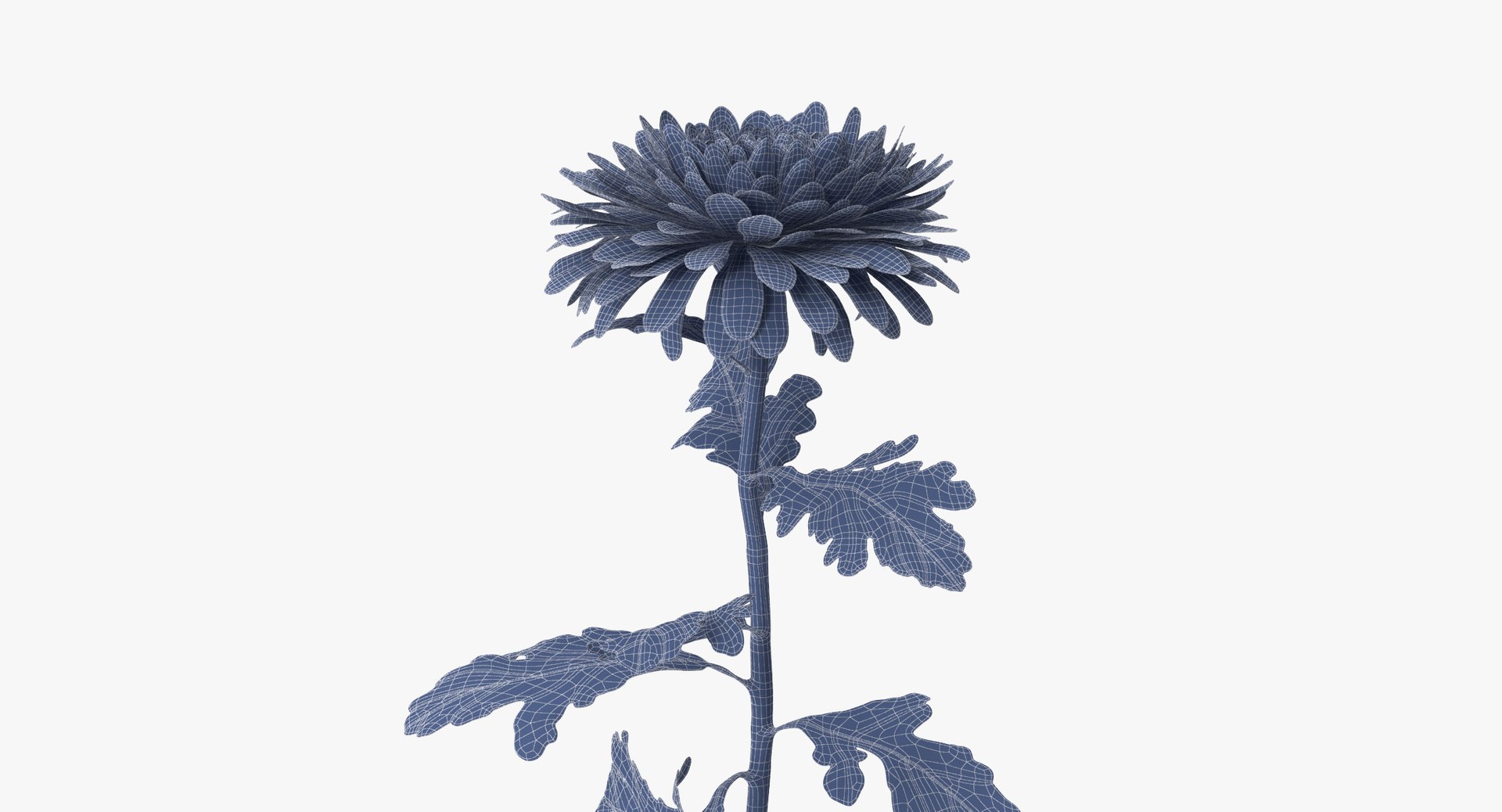 3d max yellow chrysanthemum standing