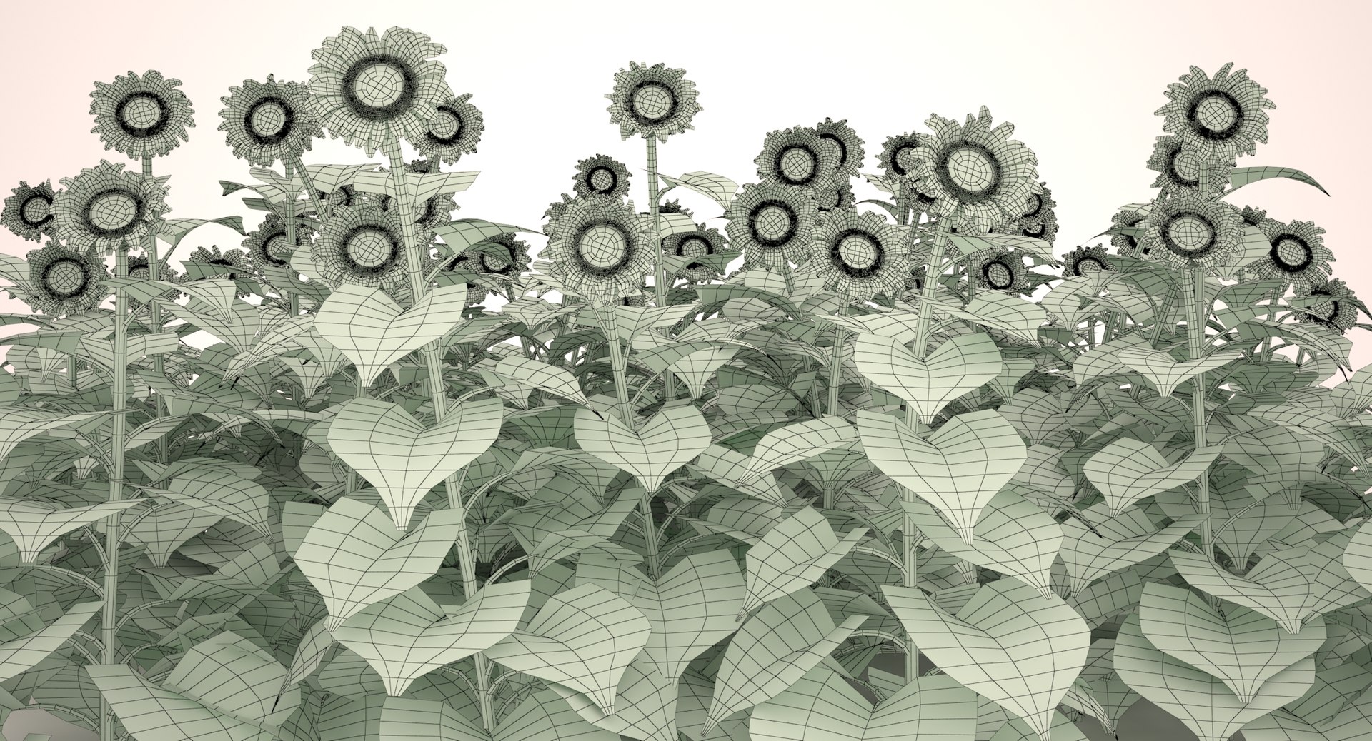 helianthus field common sunflower 3d max