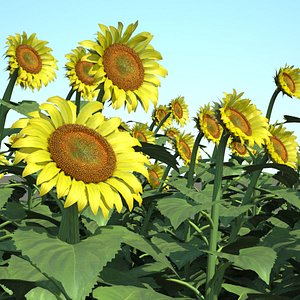 3D Sunflower Models - Browse & Download Formats - TurboSquid
