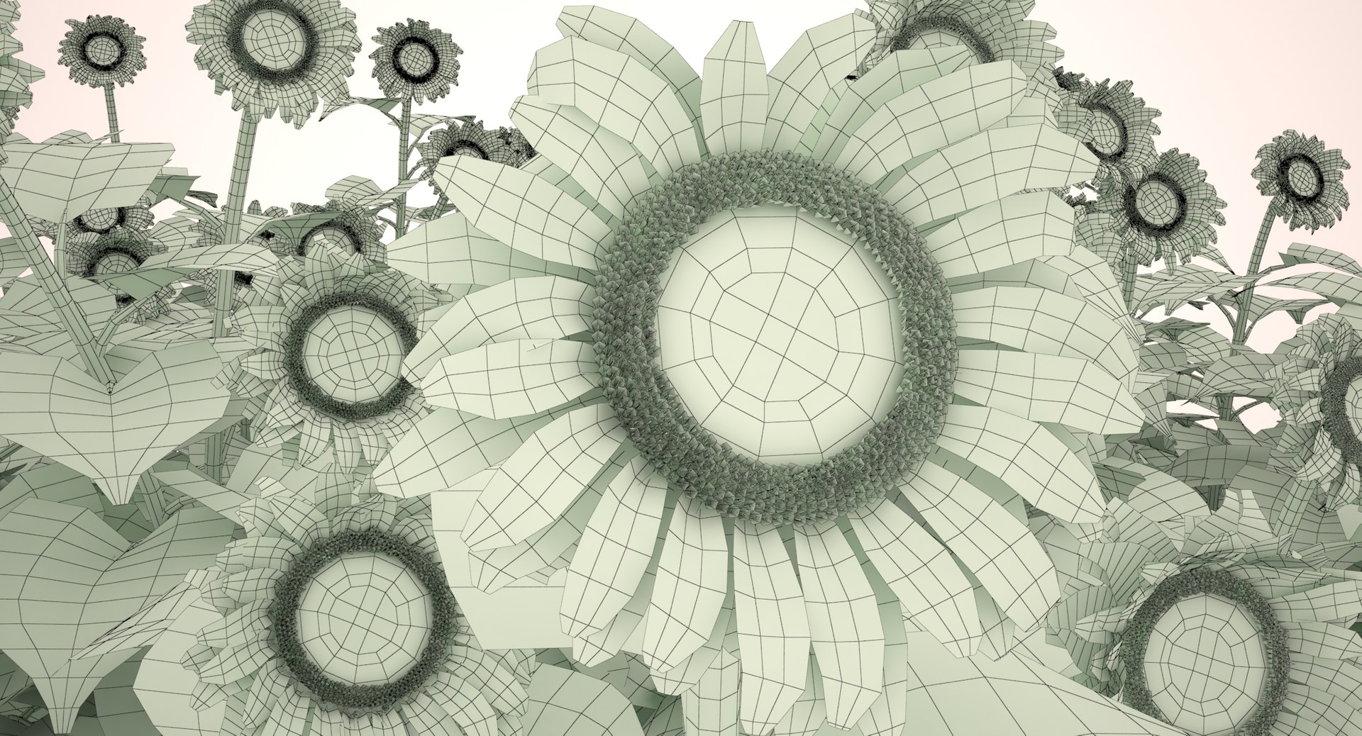 helianthus field common sunflower 3d max