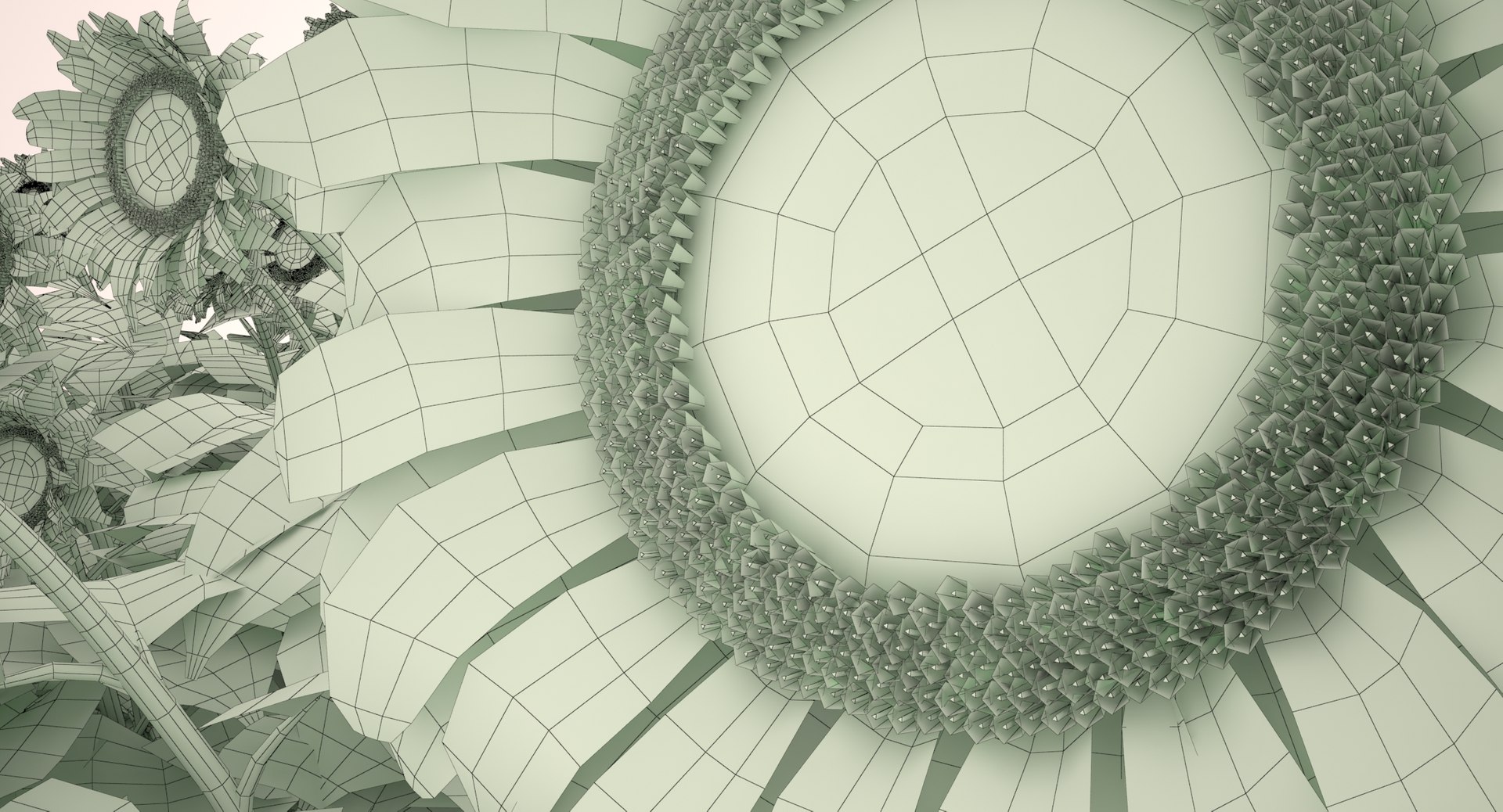 helianthus field common sunflower 3d max