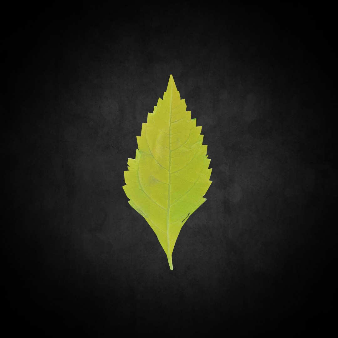 3D Low Poly Leaf 053 Model - TurboSquid 1852426