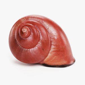 Download Free & Premium Snail Shell 3D Models | TurboSquid