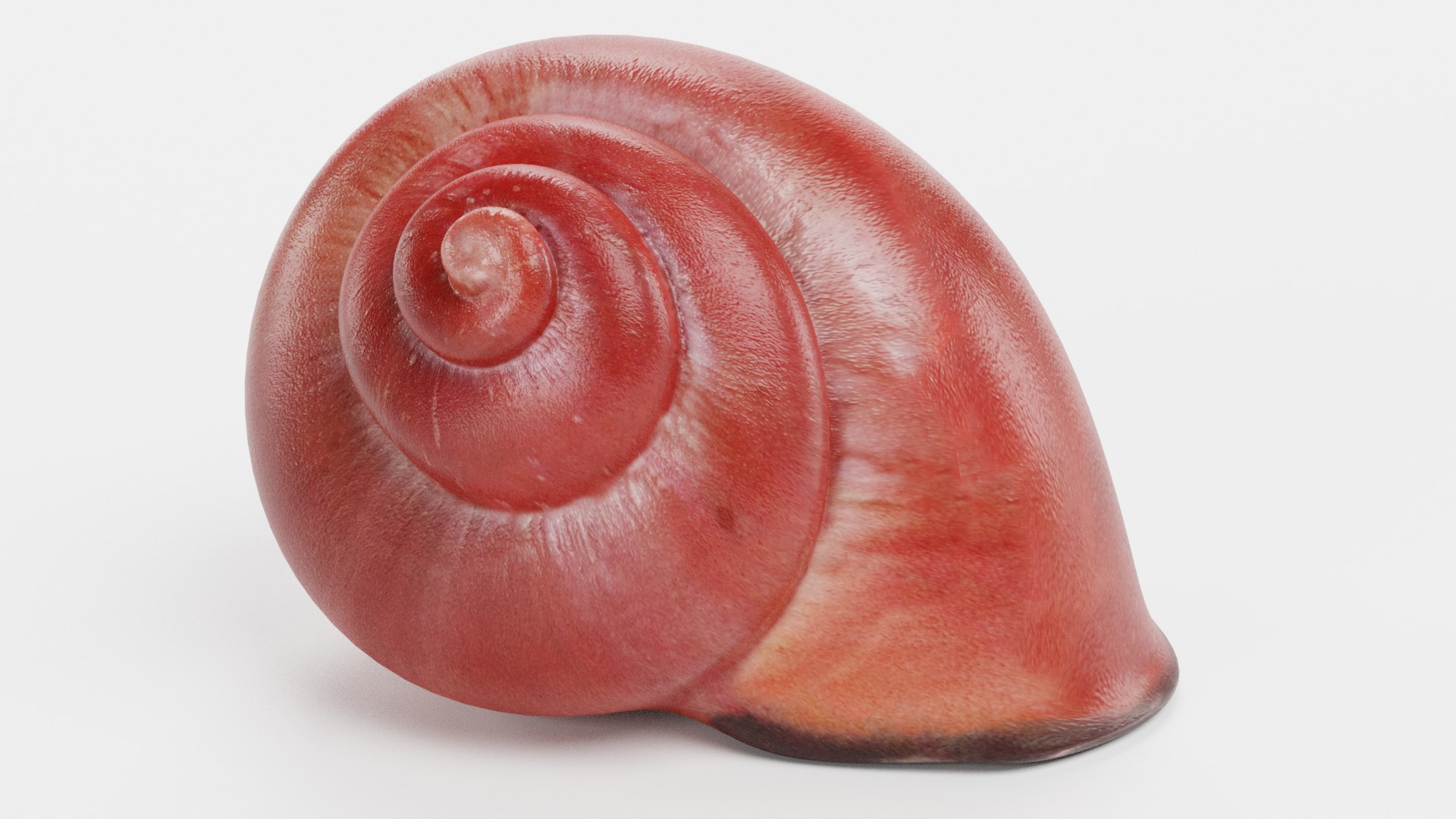 3D Snail Shell - TurboSquid 1496274