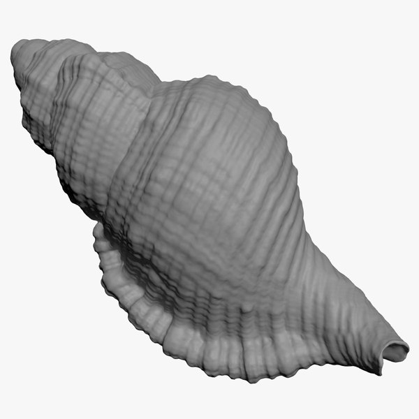 Seashell STL Models for Download | TurboSquid