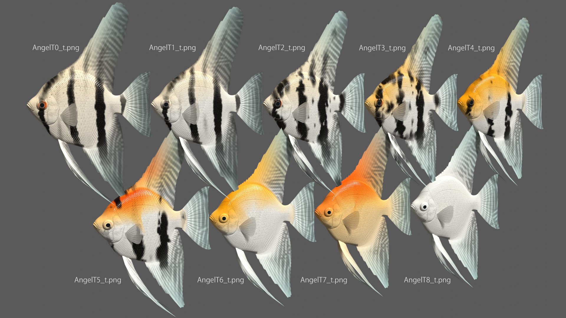 Angel Fish Swimming 3d 3ds