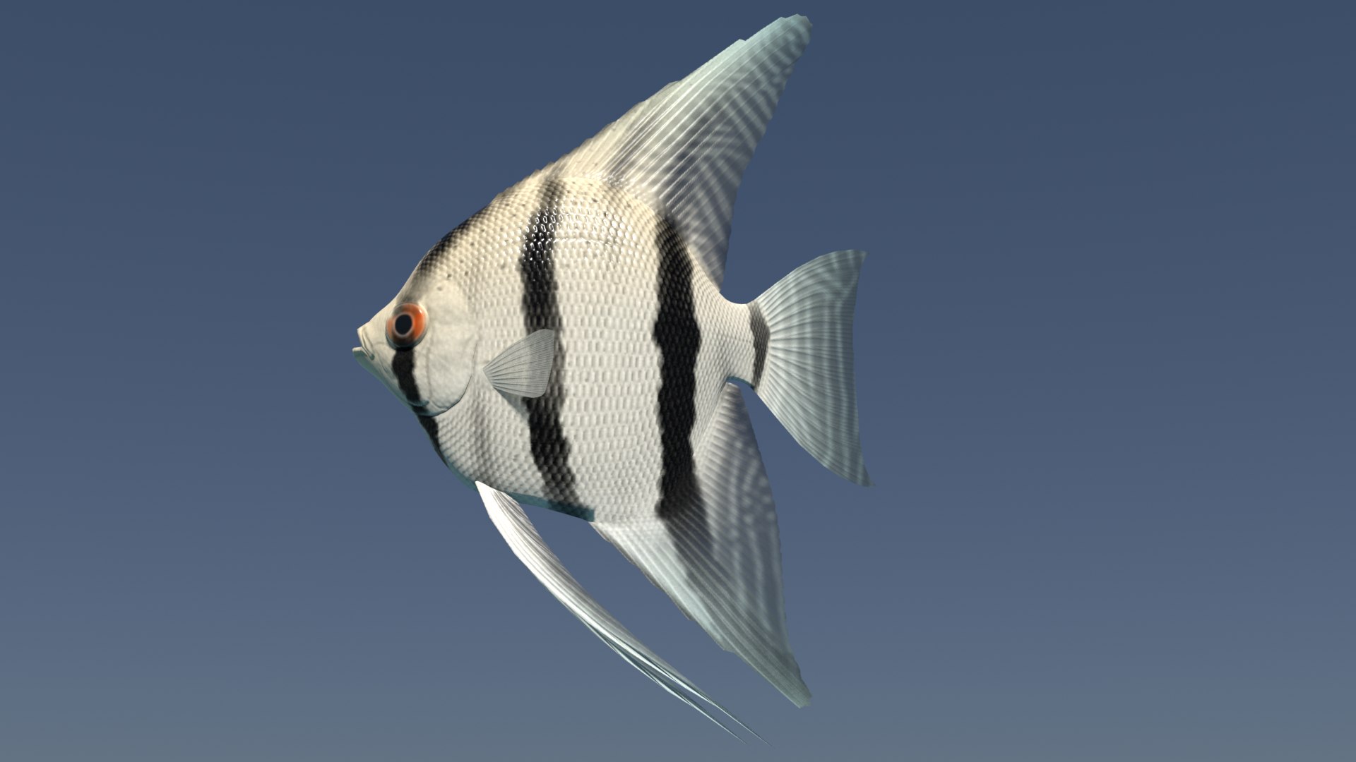 Angel Fish Swimming 3d 3ds