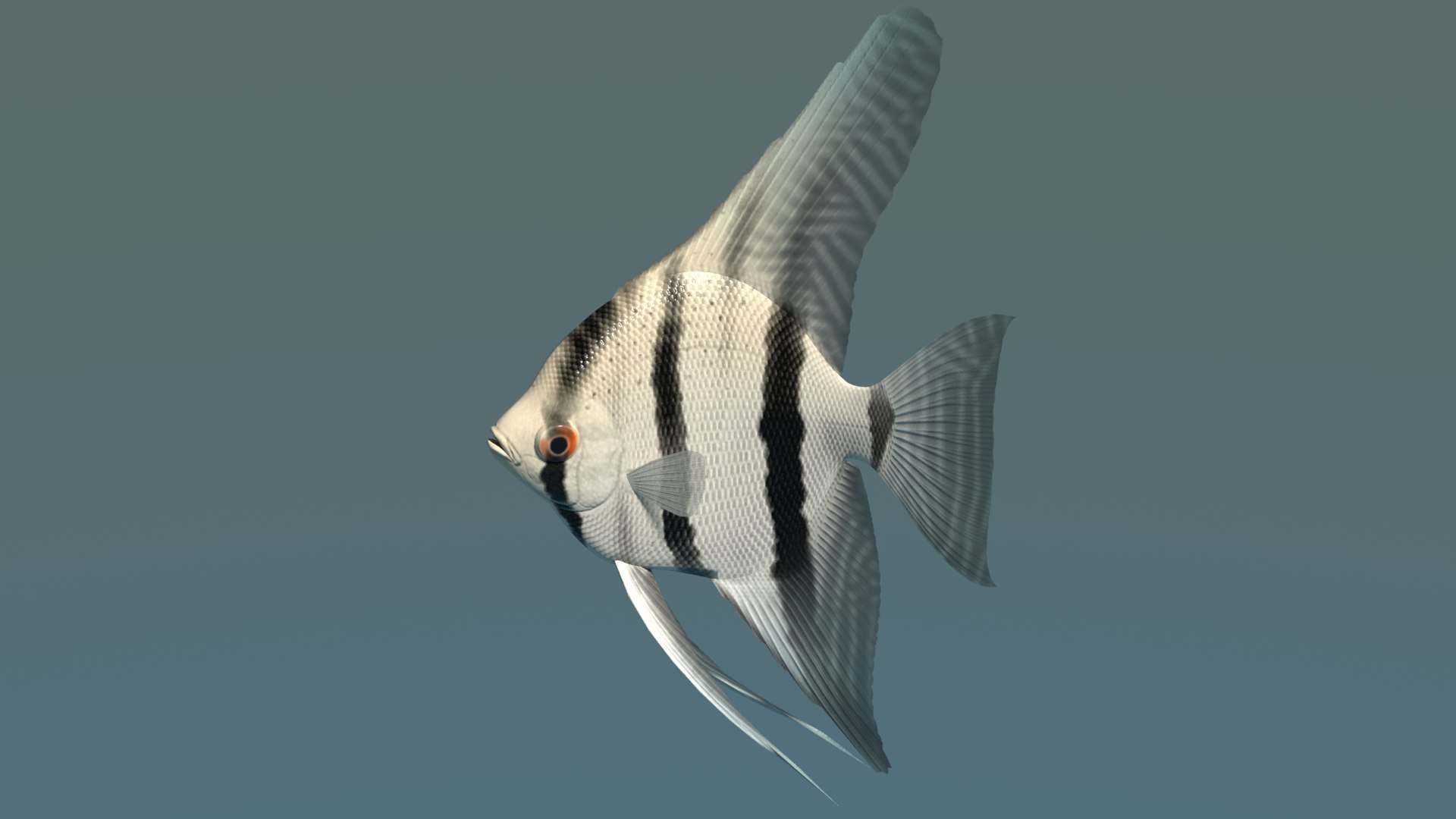 Angel Fish Swimming 3d 3ds