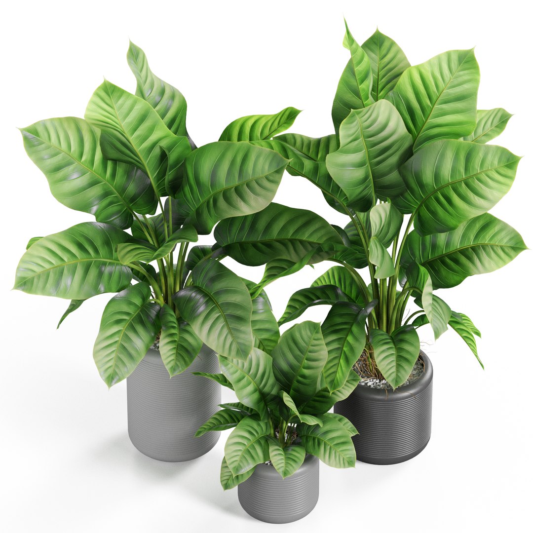 3D Plants Collection 929 Model - TurboSquid 2057884