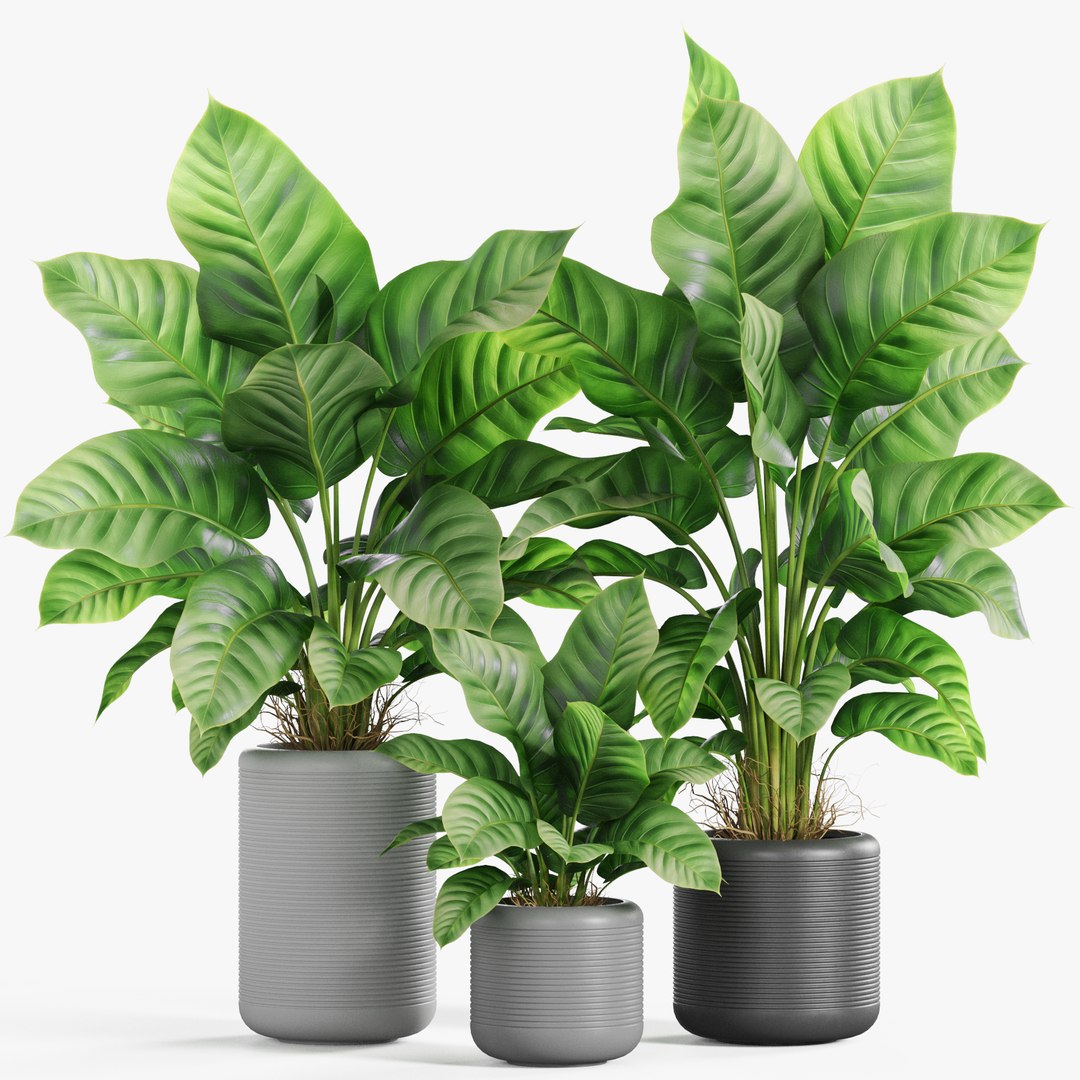 3D Plants Collection 929 Model - TurboSquid 2057884