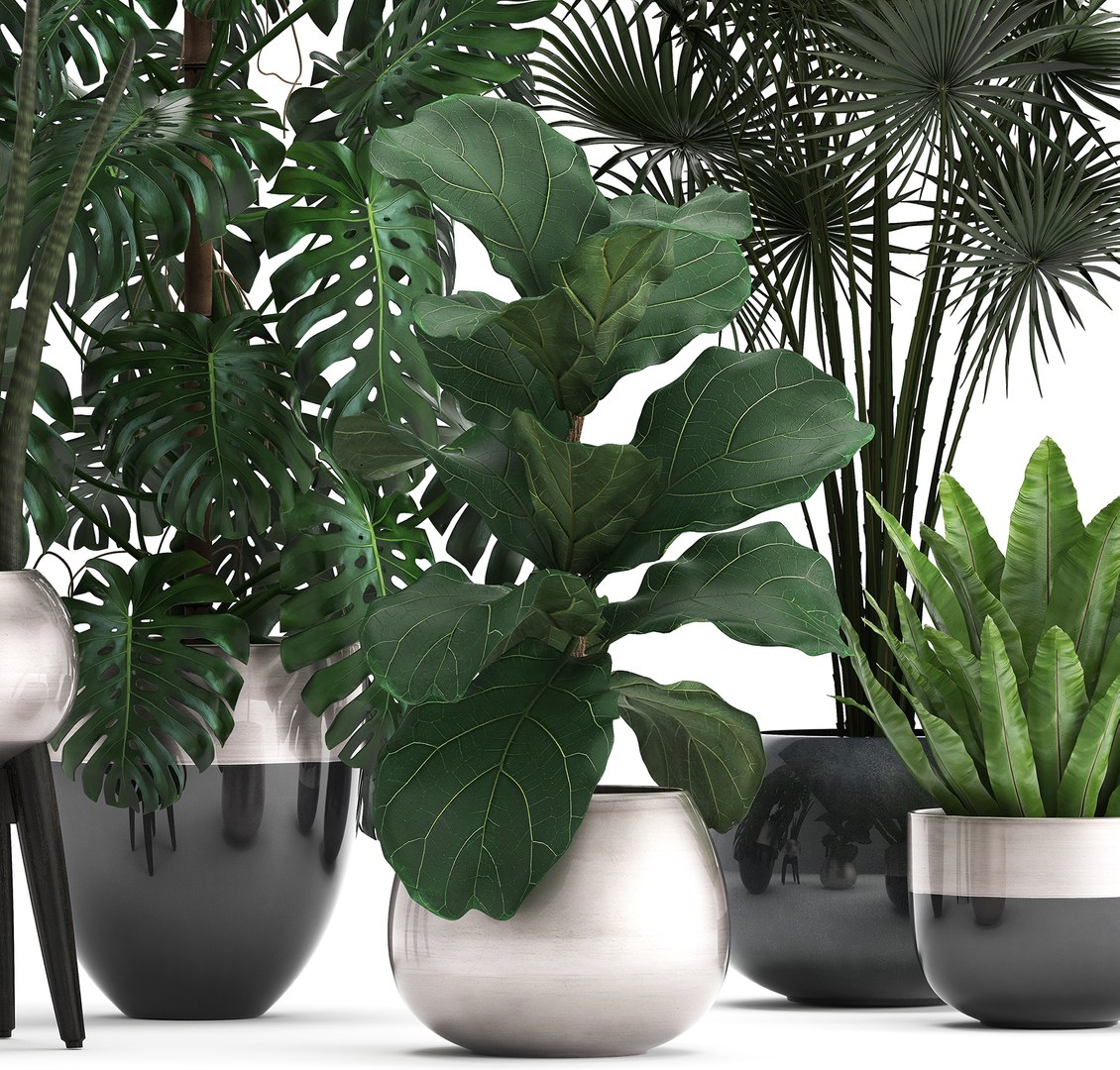 Ornamental Plants Exotic 3D - TurboSquid 1385444